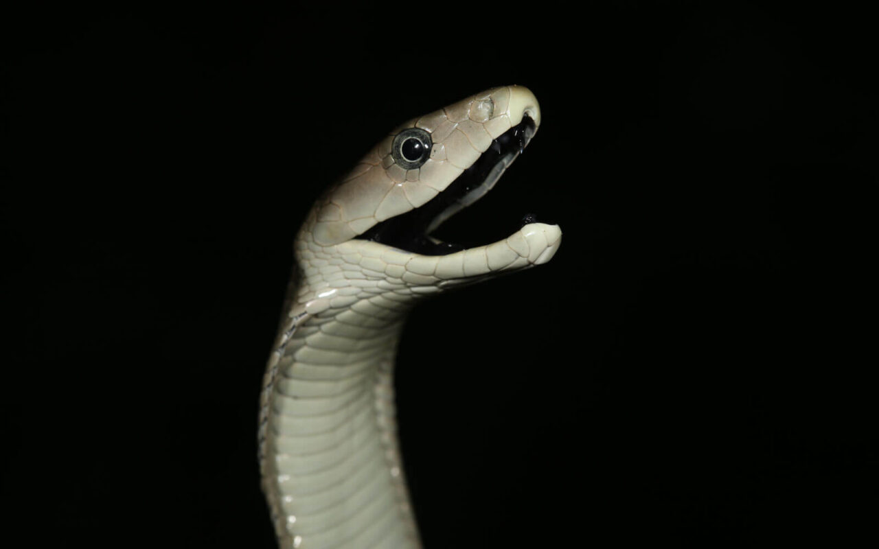 The Black Mamba | Kloof Conservancy The Leopard's Echo