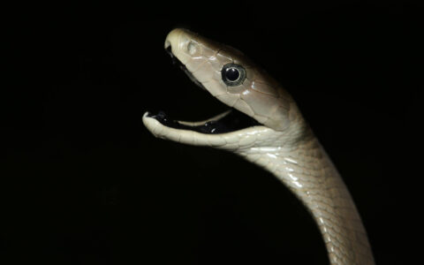 The Black Mamba | Kloof Conservancy The Leopard's Echo