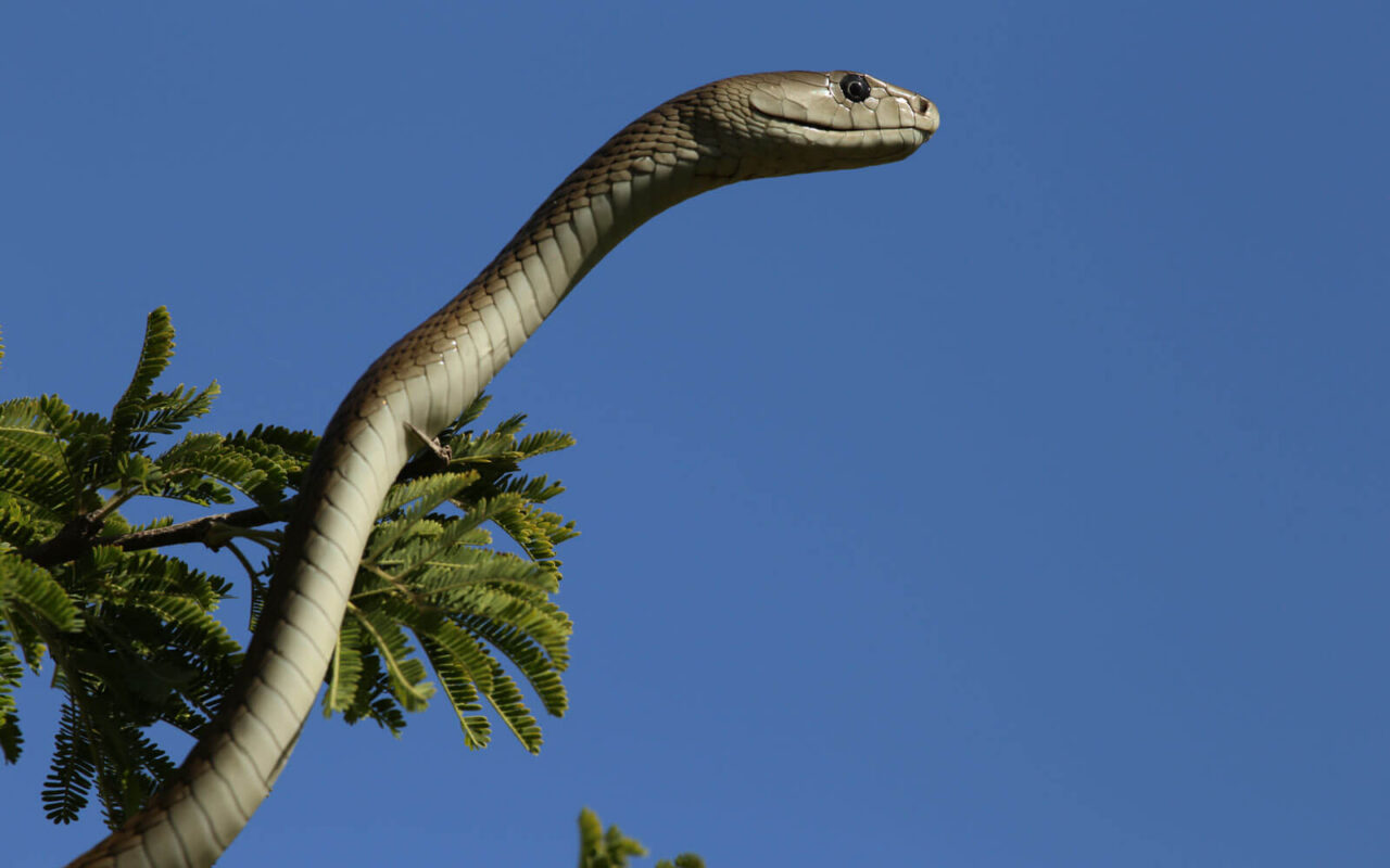 The Black Mamba | Kloof Conservancy The Leopard's Echo