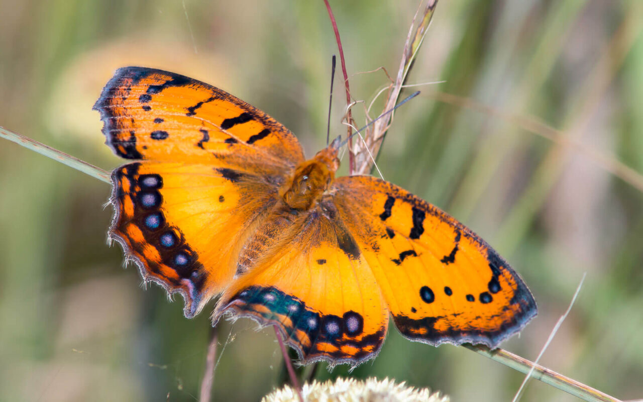 Long live Lepidoptera! | Kloof Conservancy The Leopard's Echo