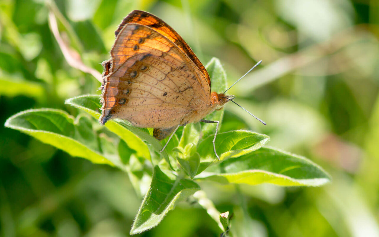 Long live Lepidoptera! | Kloof Conservancy The Leopard's Echo