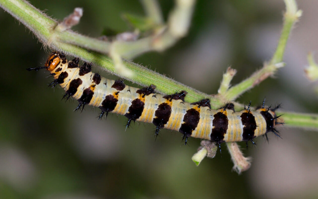 Long live Lepidoptera! | Kloof Conservancy The Leopard's Echo