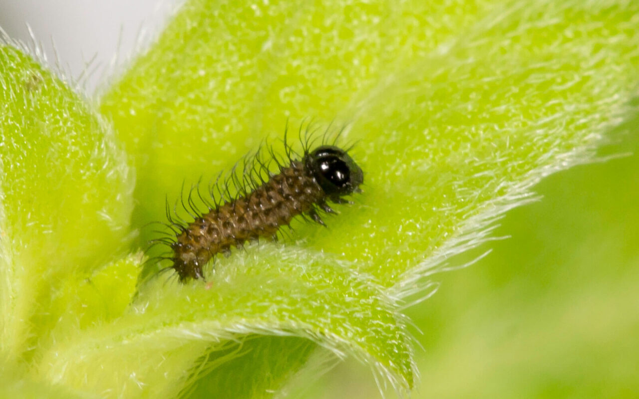 Long live Lepidoptera! | Kloof Conservancy The Leopard's Echo