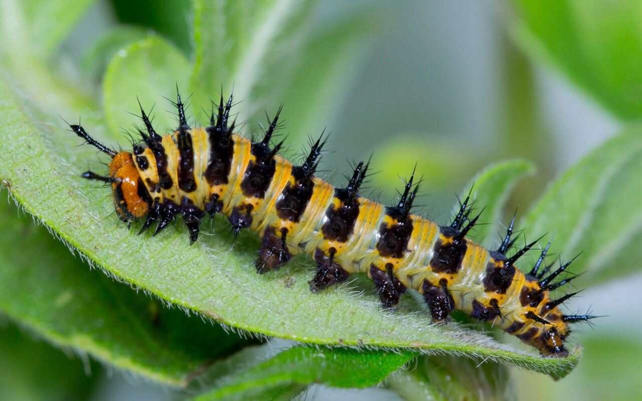 Long live Lepidoptera! | Kloof Conservancy The Leopard's Echo