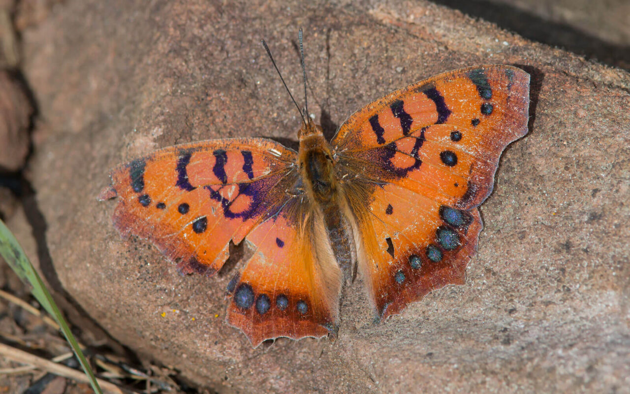 Long live Lepidoptera! | Kloof Conservancy The Leopard's Echo