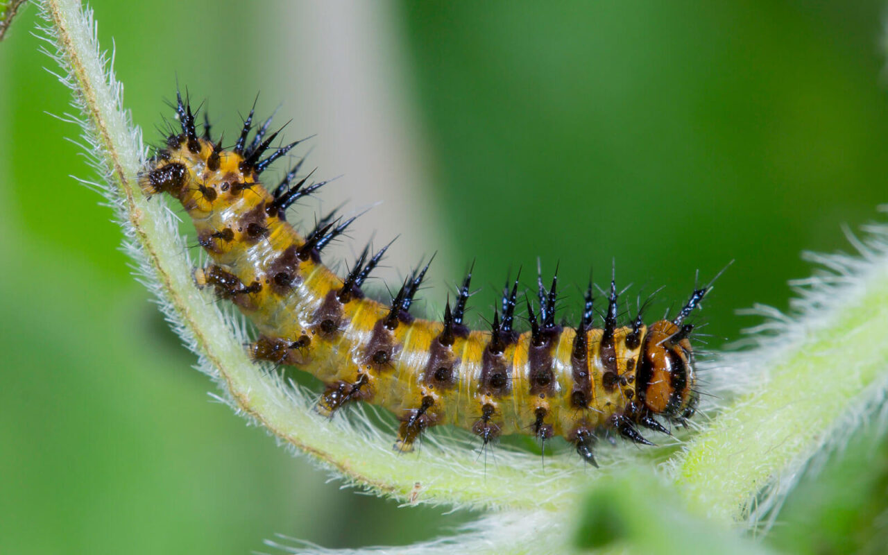 Long live Lepidoptera! | Kloof Conservancy The Leopard's Echo