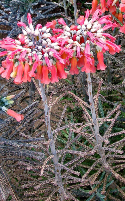 A journey to name invasive alien plants in isiZulu | Kloof Conservancy ...