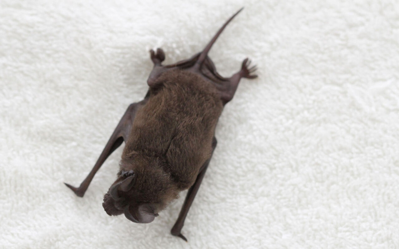 Carrying the baton of history – a Curator’s passion | Kloof Conservancy ...