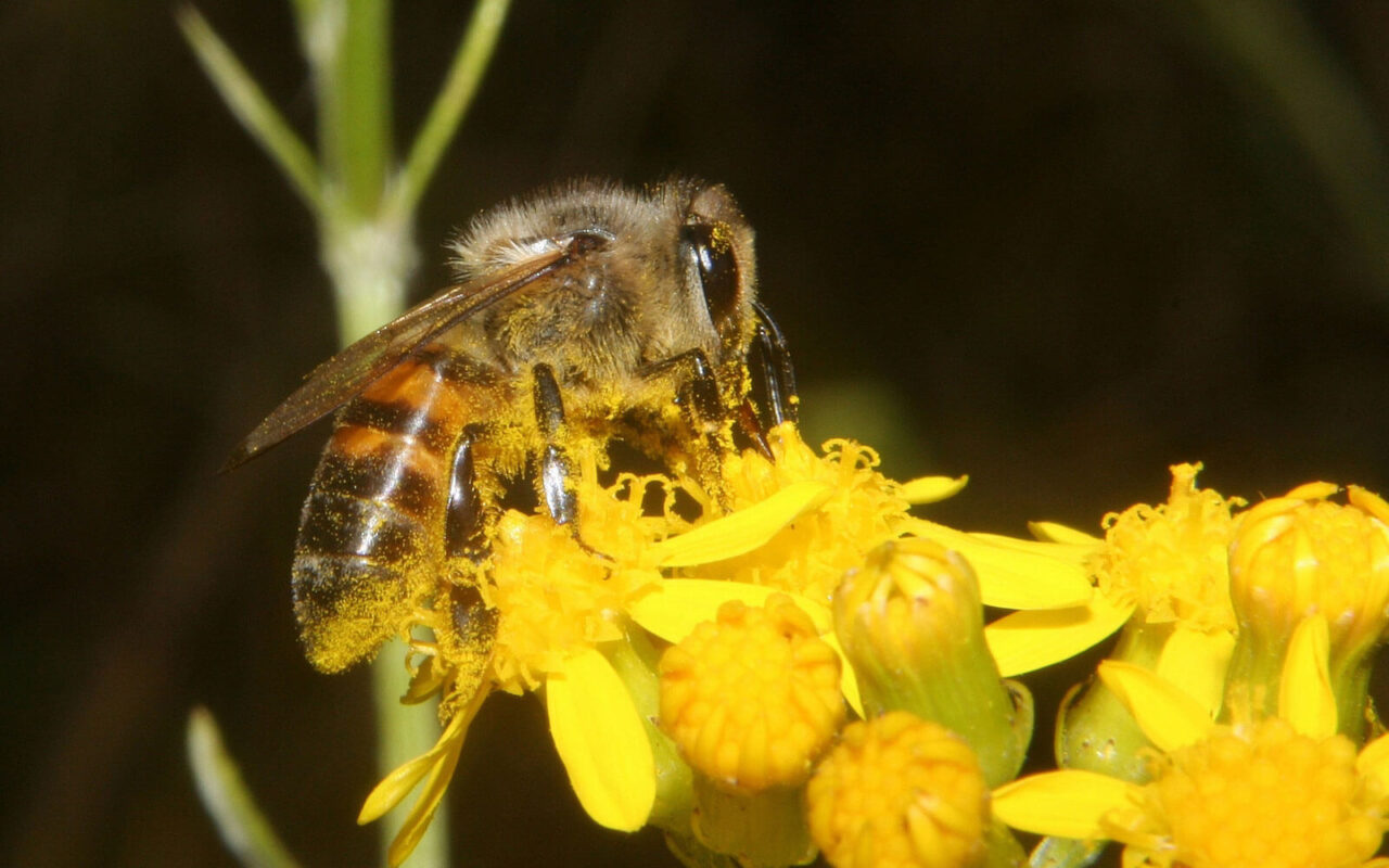 Insects on the move | Kloof Conservancy The Leopard's Echo