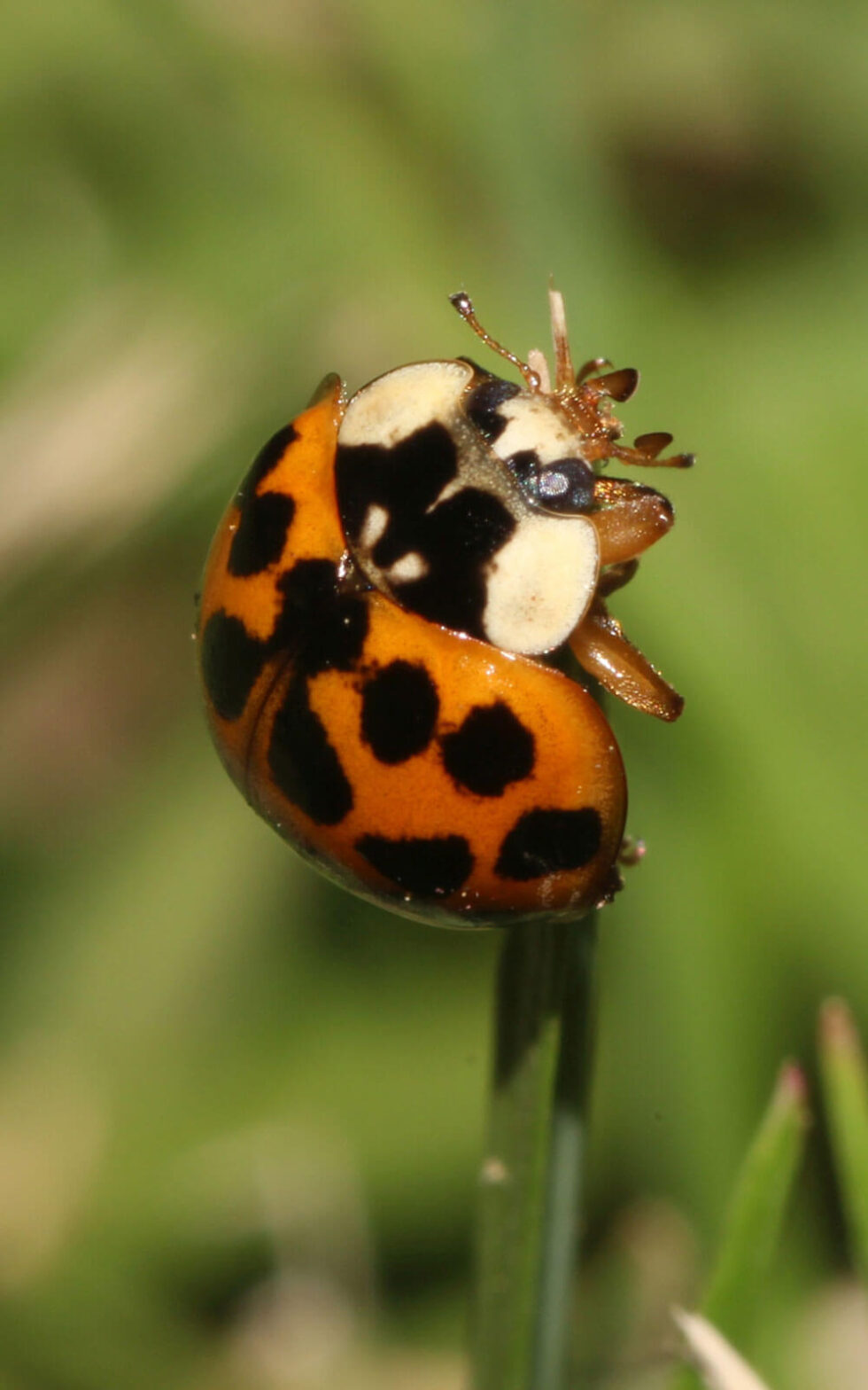 Insects on the move | Kloof Conservancy The Leopard's Echo