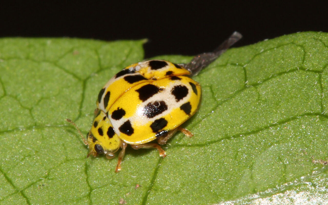 Insects on the move | Kloof Conservancy The Leopard's Echo