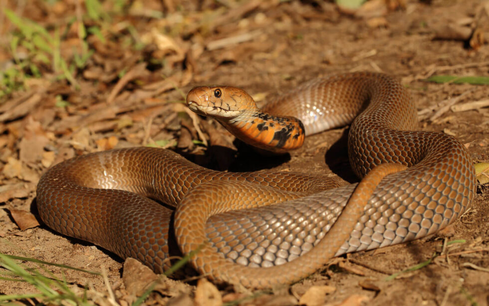 Mozambique Spitting Cobra | Kloof Conservancy The Leopard's Echo