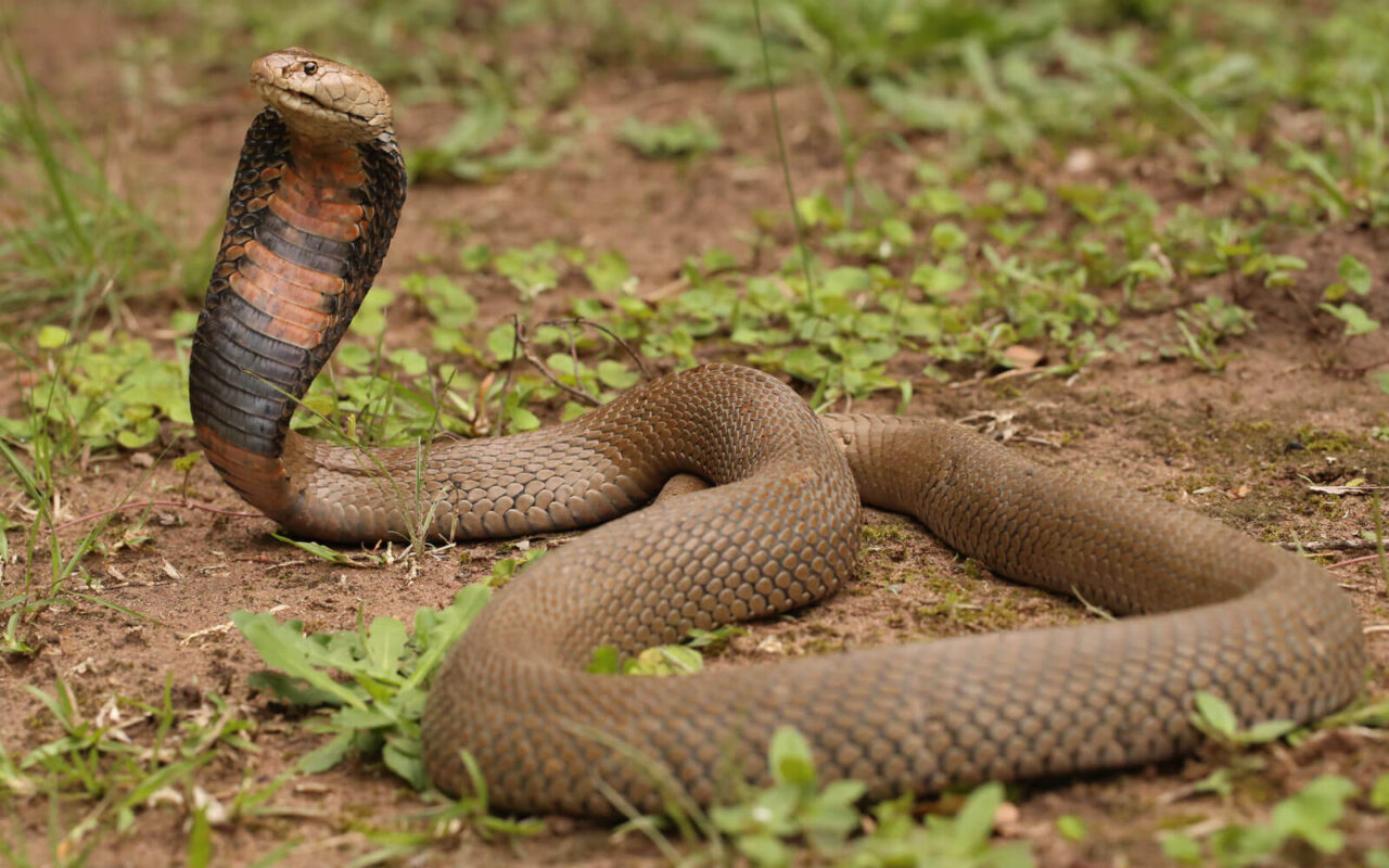 Mozambique Spitting Cobra | Kloof Conservancy The Leopard's Echo