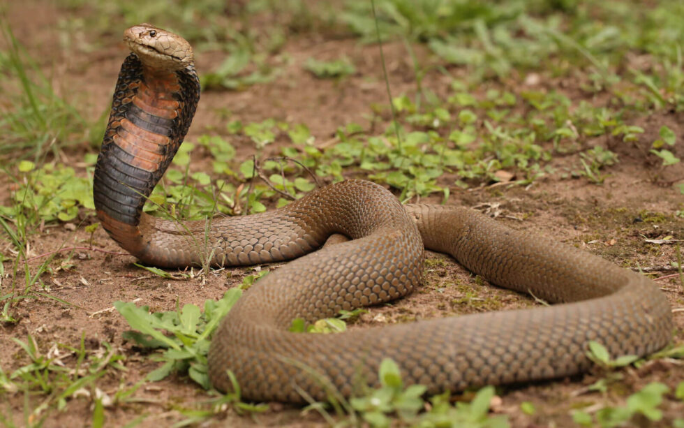 Mozambique Spitting Cobra | Kloof Conservancy The Leopard's Echo