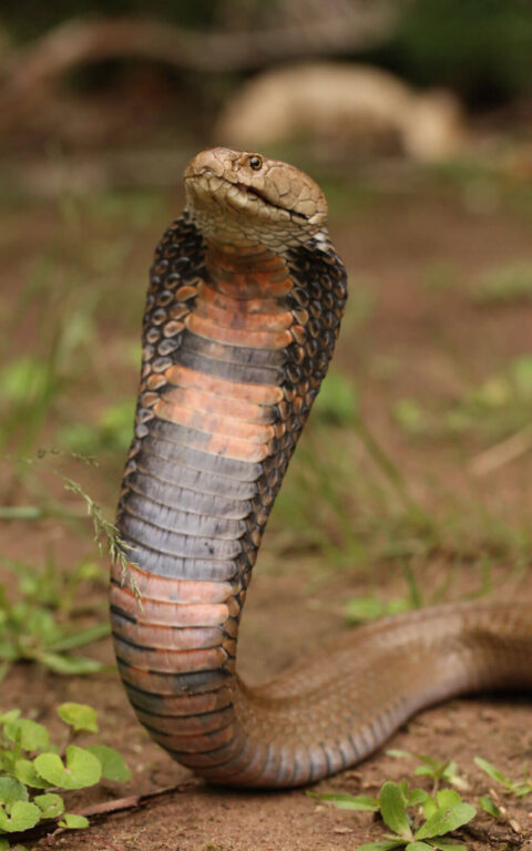 Mozambique Spitting Cobra | Kloof Conservancy The Leopard's Echo