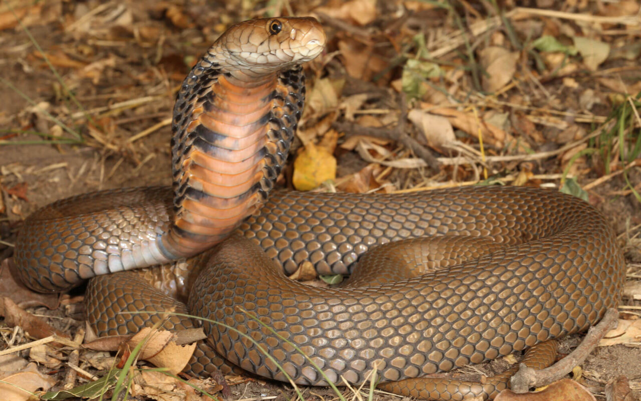 Mozambique Spitting Cobra | Kloof Conservancy The Leopard's Echo