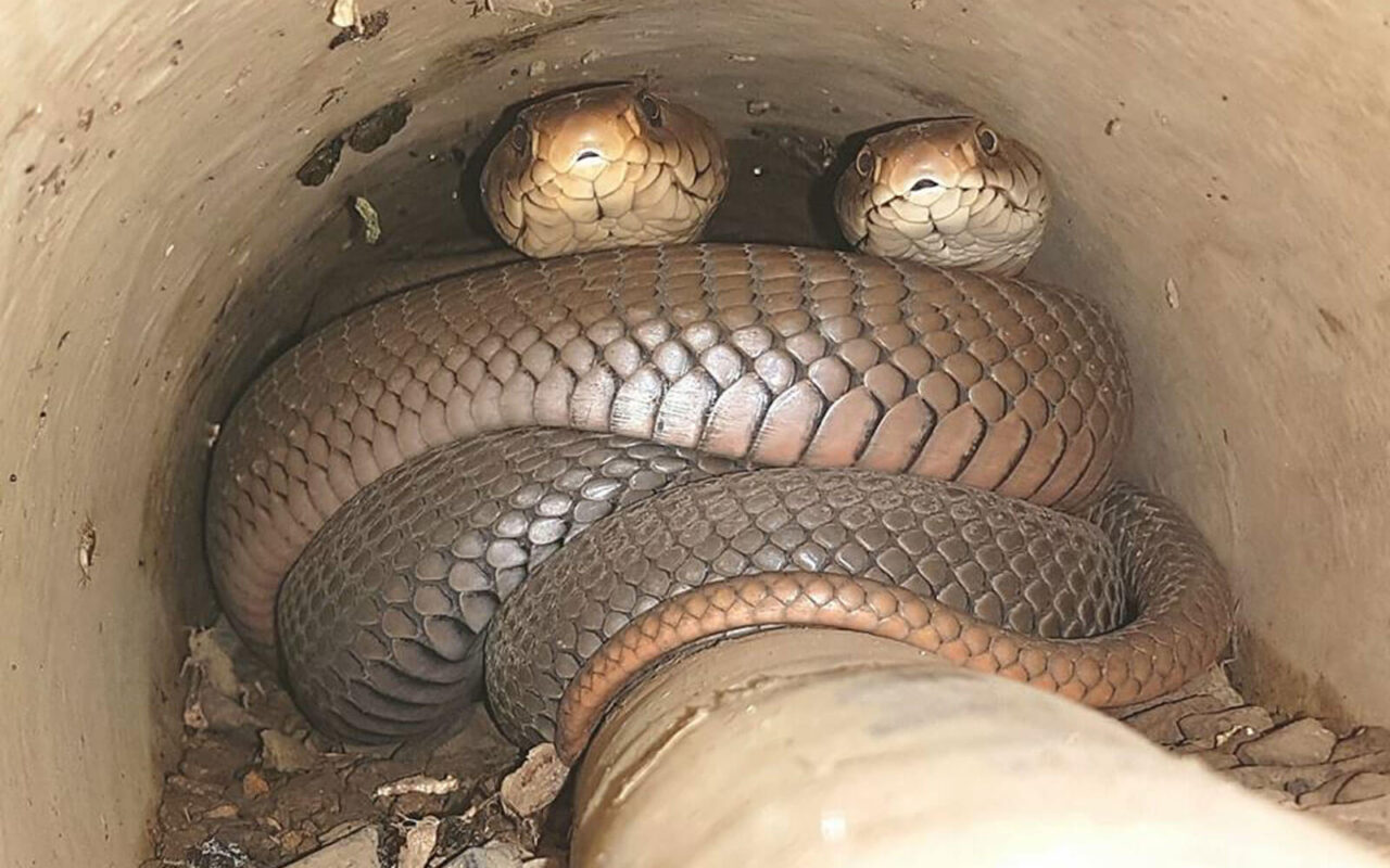 Mozambique Spitting Cobra | Kloof Conservancy The Leopard's Echo