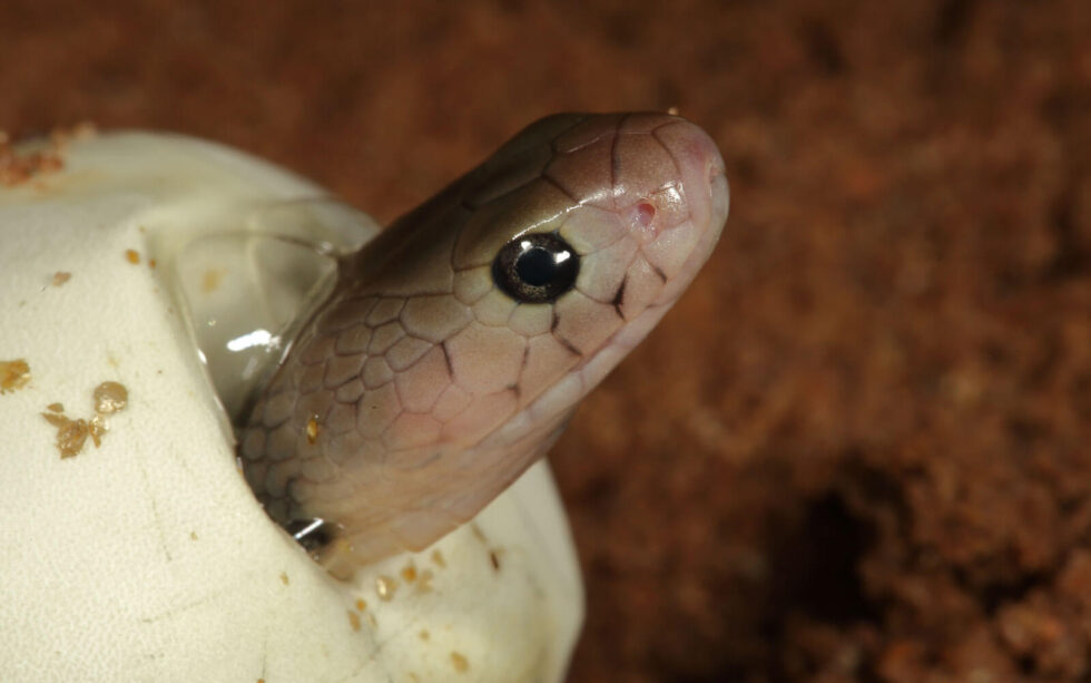 Mozambique Spitting Cobra | Kloof Conservancy The Leopard's Echo