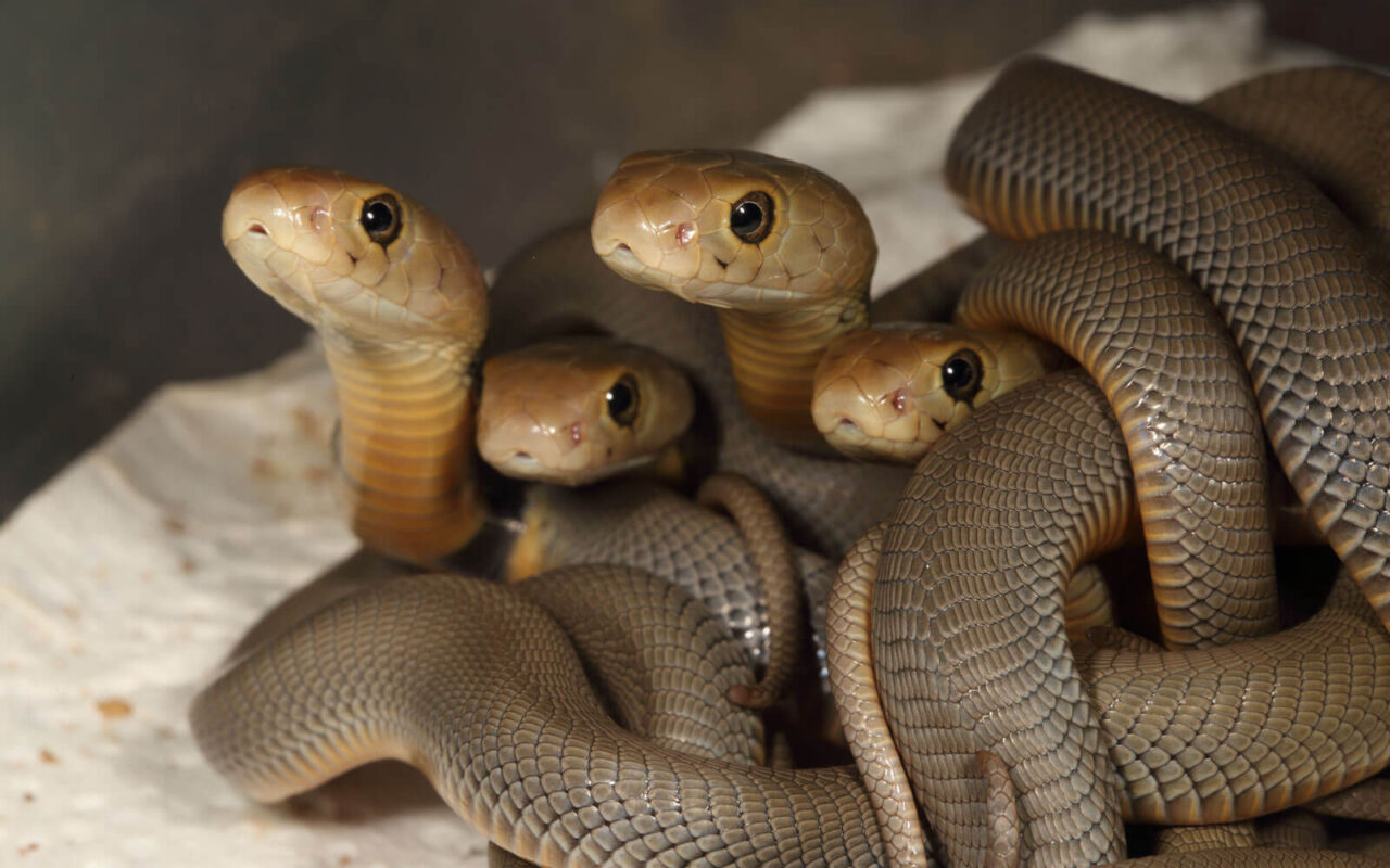 Mozambique Spitting Cobra | Kloof Conservancy The Leopard's Echo
