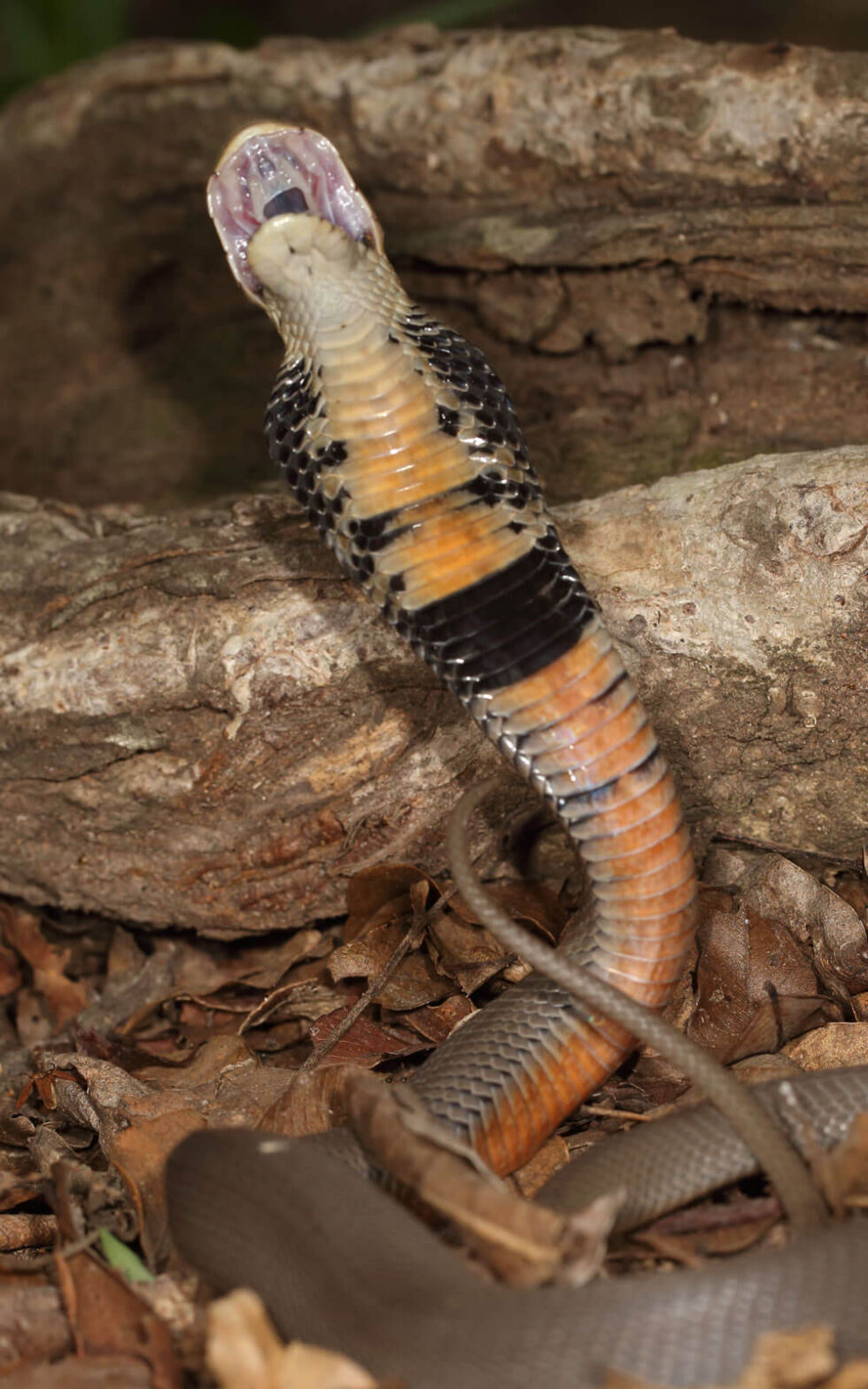 Mozambique Spitting Cobra | Kloof Conservancy The Leopard's Echo