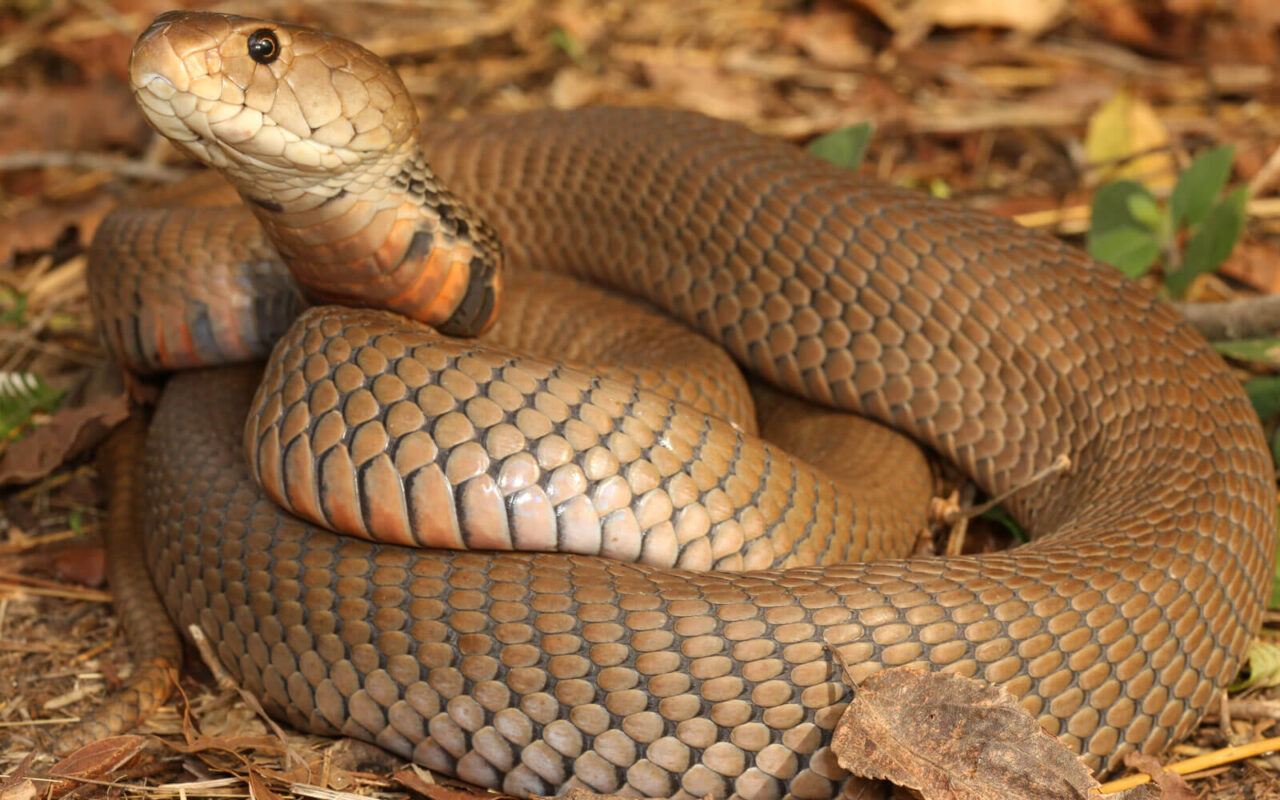 Mozambique Spitting Cobra | Kloof Conservancy The Leopard's Echo