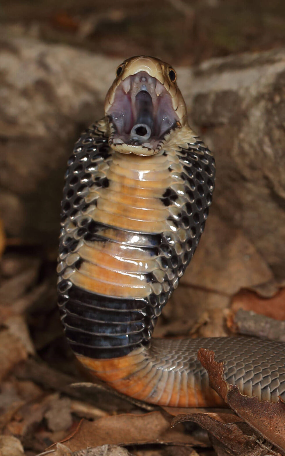 Mozambique Spitting Cobra | Kloof Conservancy The Leopard's Echo