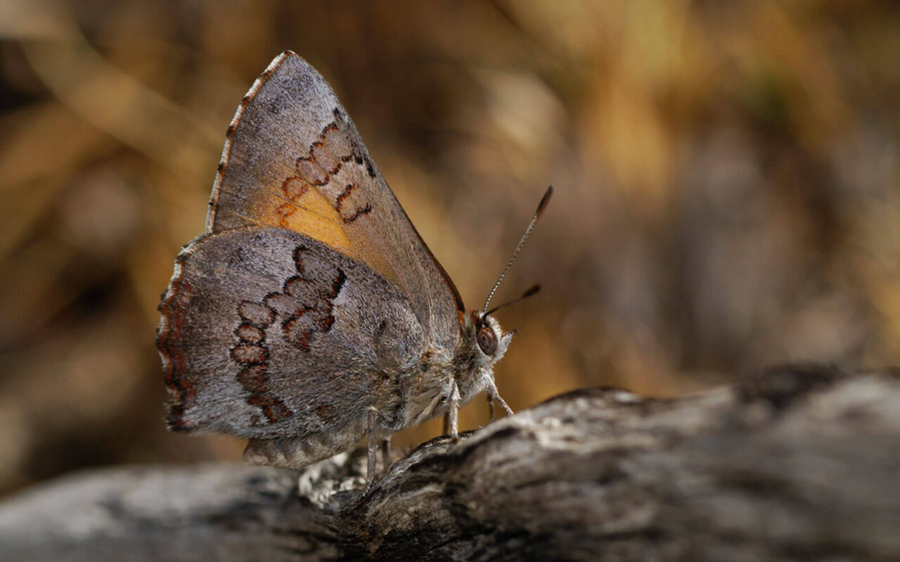 To migrate or not to migrate? | Kloof Conservancy The Leopard's Echo