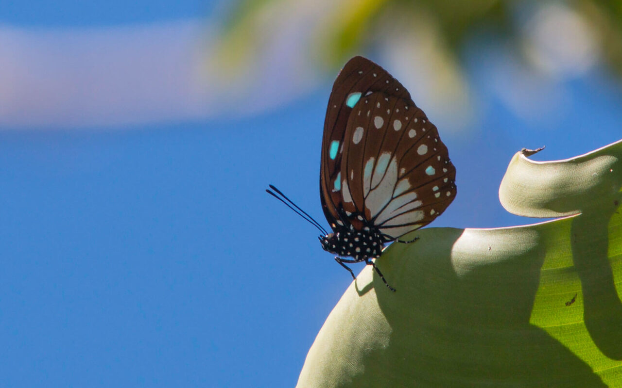 To migrate or not to migrate? | Kloof Conservancy The Leopard's Echo