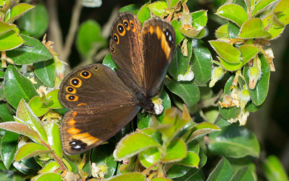 To migrate or not to migrate? | Kloof Conservancy The Leopard's Echo