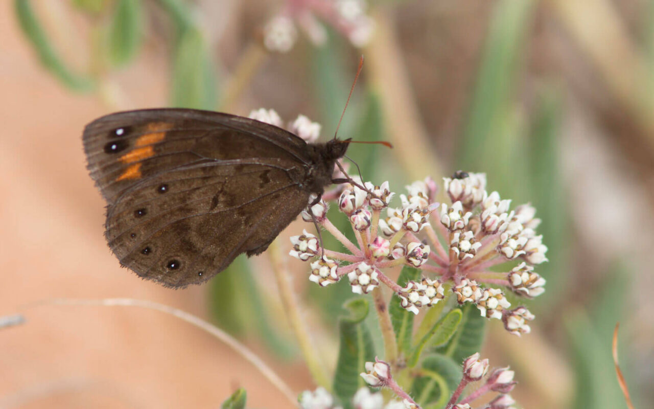To migrate or not to migrate? | Kloof Conservancy The Leopard's Echo