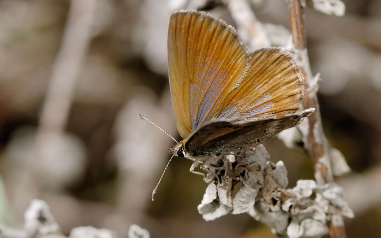 To migrate or not to migrate? | Kloof Conservancy The Leopard's Echo