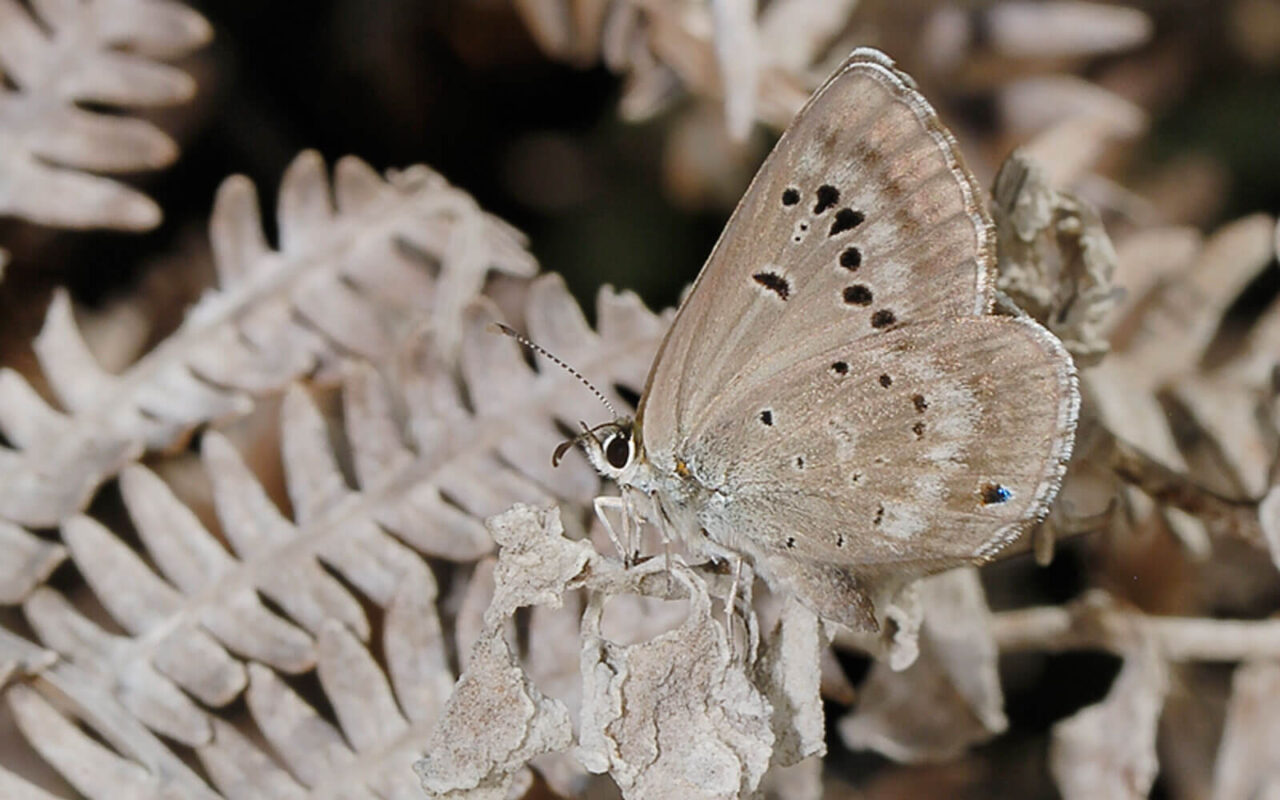 To migrate or not to migrate? | Kloof Conservancy The Leopard's Echo