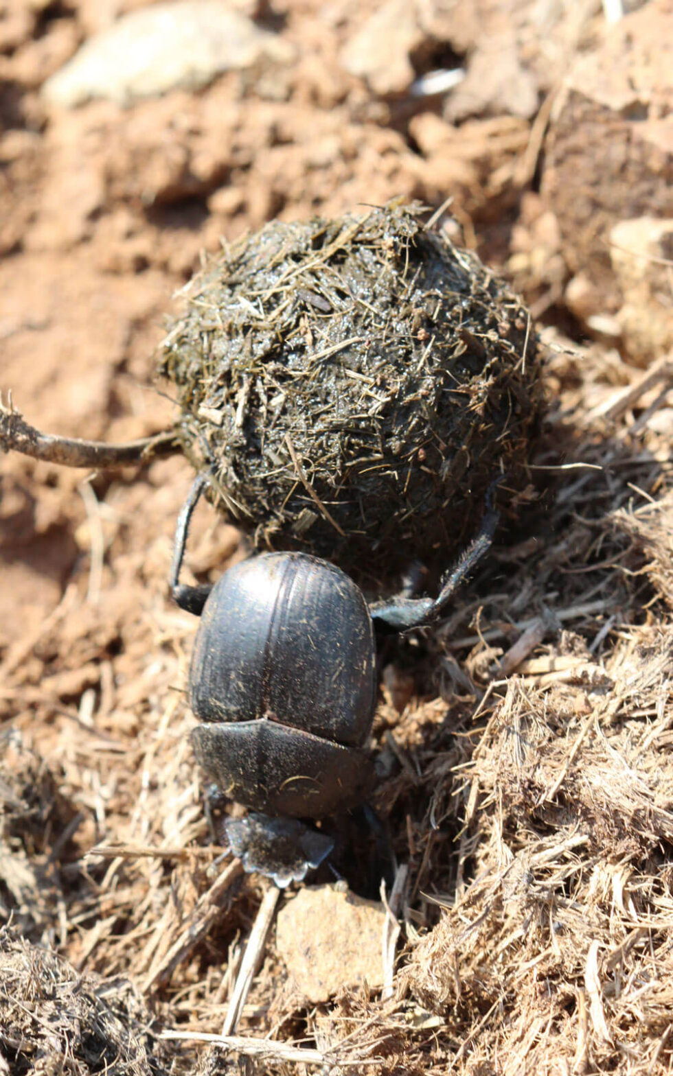 Insect lore and legend | Kloof Conservancy The Leopard's Echo