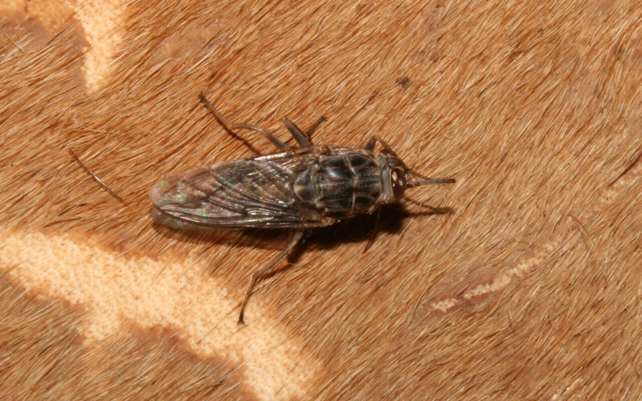 Insect lore and legend | Kloof Conservancy The Leopard's Echo