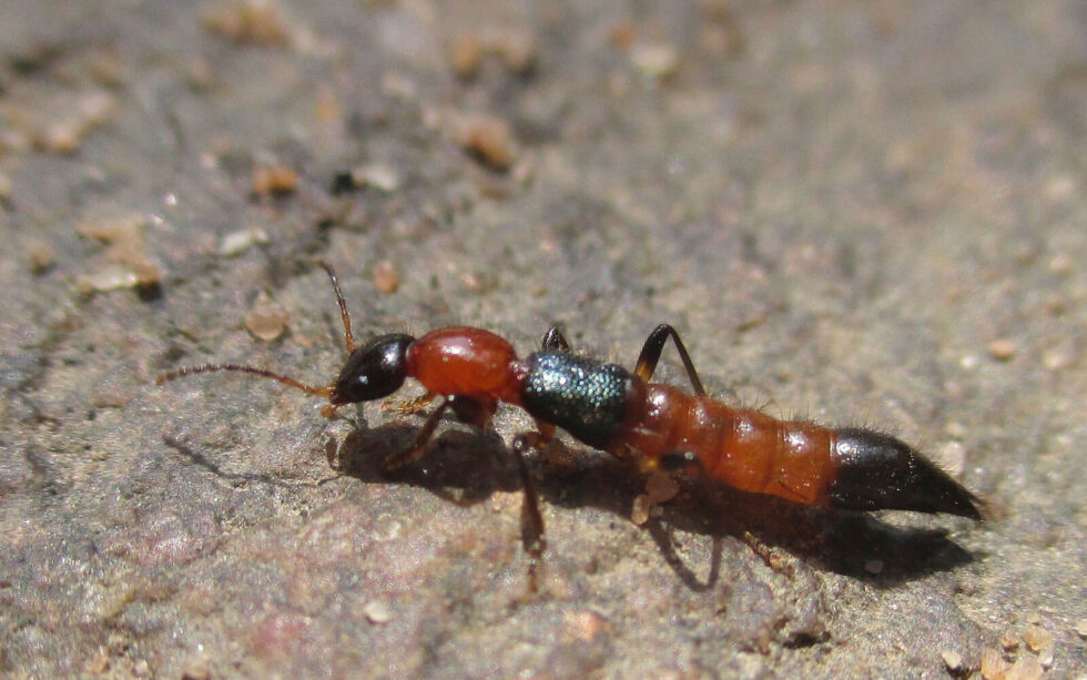 Insect lore and legend | Kloof Conservancy The Leopard's Echo