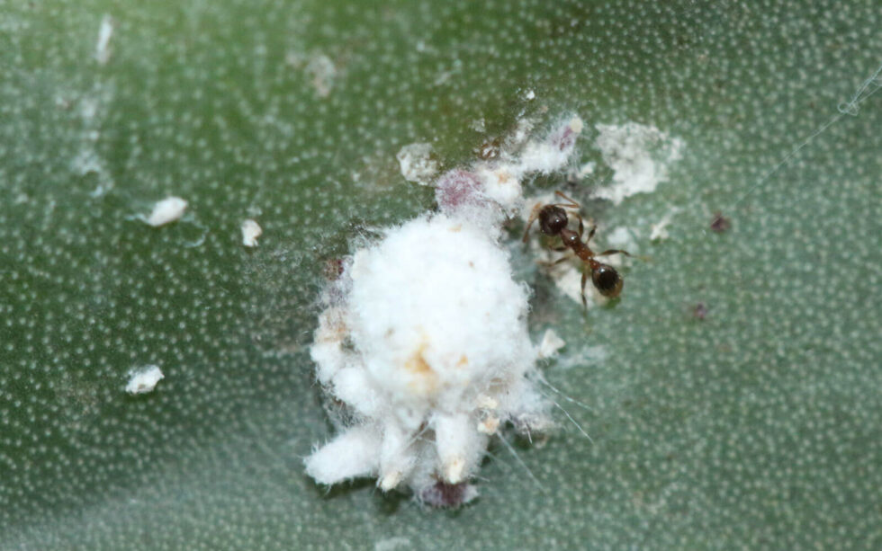 Insect lore and legend | Kloof Conservancy The Leopard's Echo