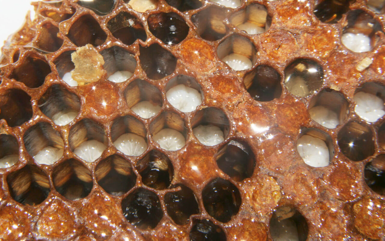 Insect lore and legend | Kloof Conservancy The Leopard's Echo