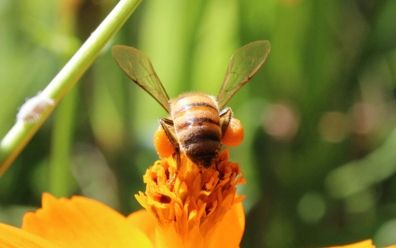 Insect lore and legend | Kloof Conservancy The Leopard's Echo