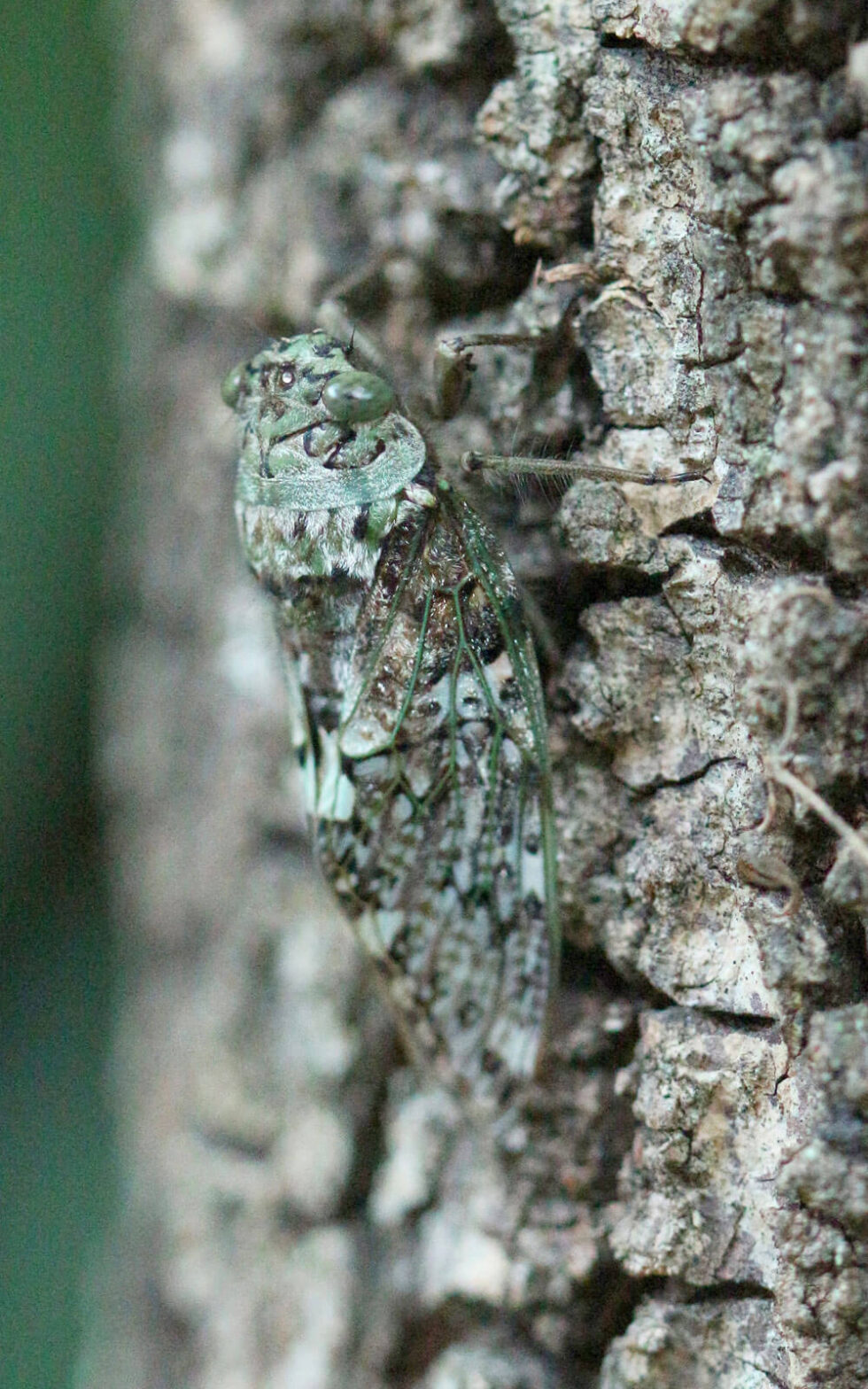 Insect lore and legend | Kloof Conservancy The Leopard's Echo