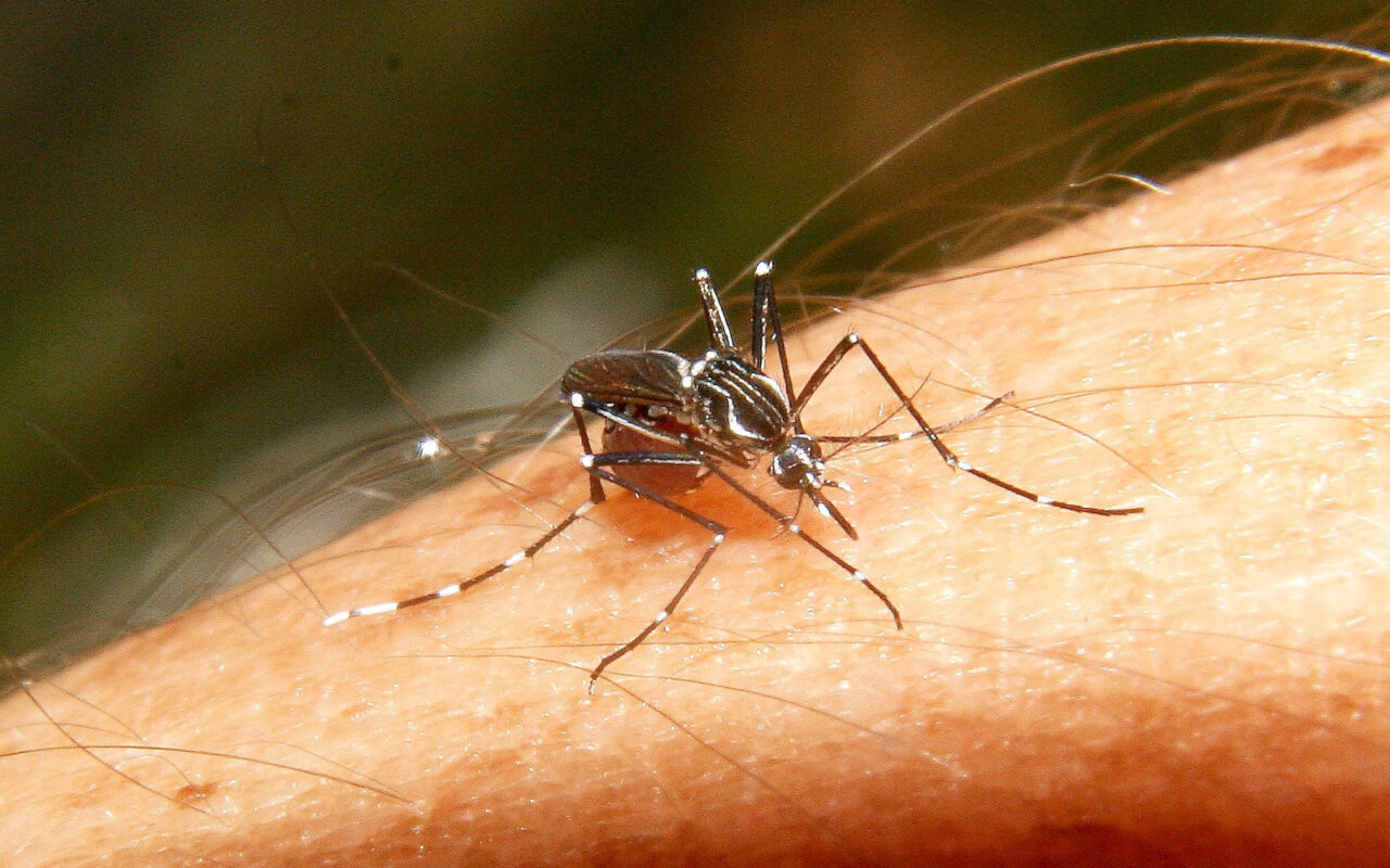 Insect lore and legend | Kloof Conservancy The Leopard's Echo