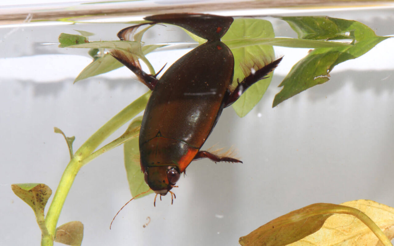 Insect lore and legend | Kloof Conservancy The Leopard's Echo