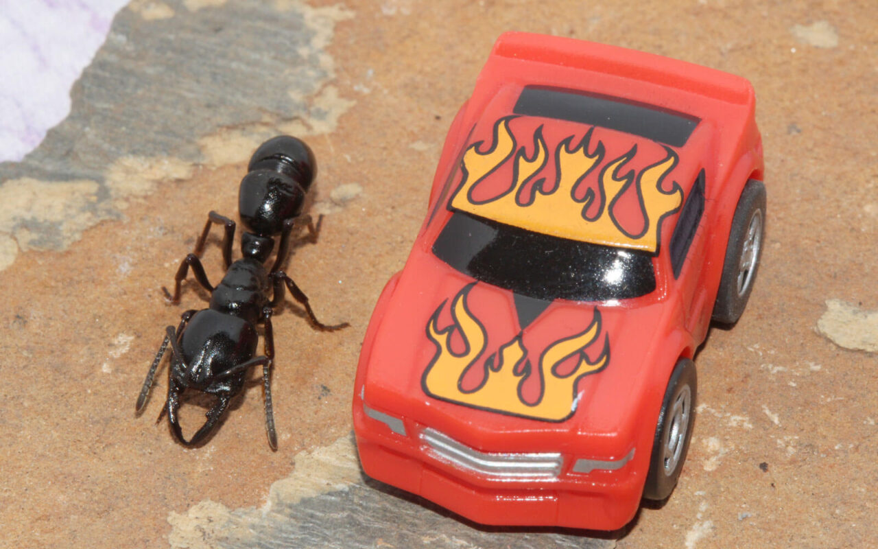 Insect lore and legend | Kloof Conservancy The Leopard's Echo