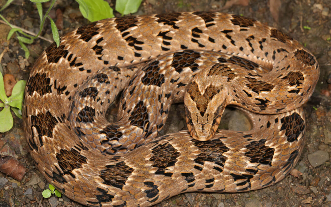 The Puff Adder | Kloof Conservancy The Leopard's Echo