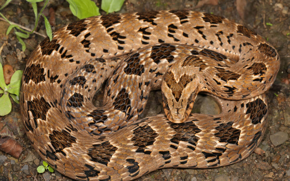 The Puff Adder | Kloof Conservancy The Leopard's Echo