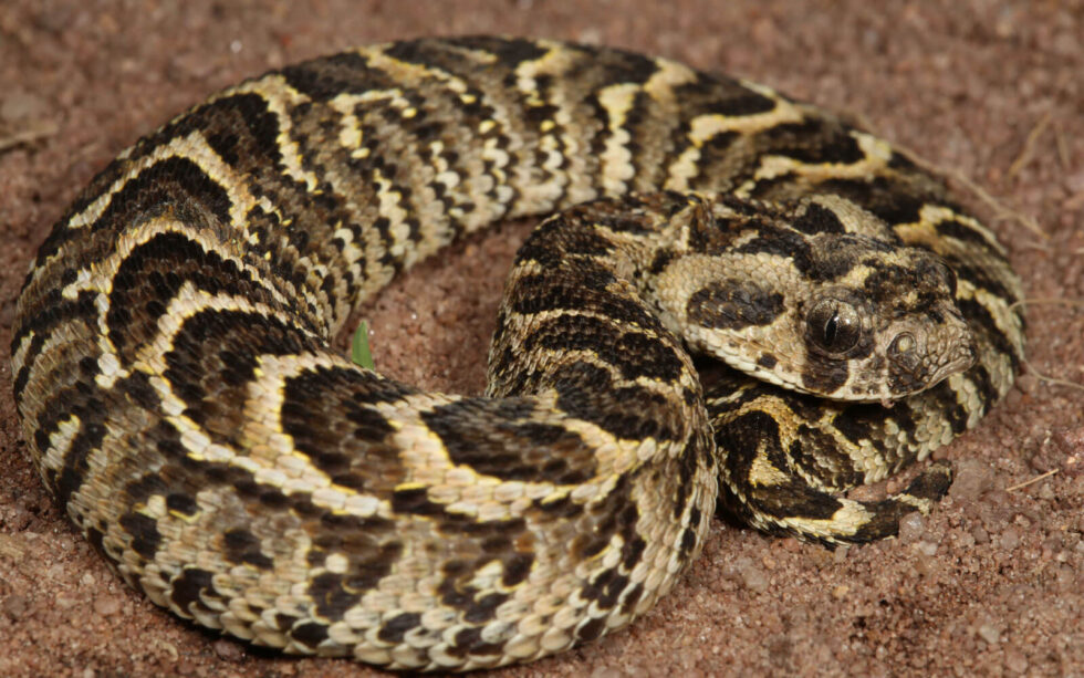The Puff Adder | Kloof Conservancy The Leopard's Echo