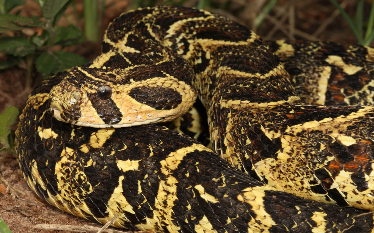 The Puff Adder | Kloof Conservancy The Leopard's Echo