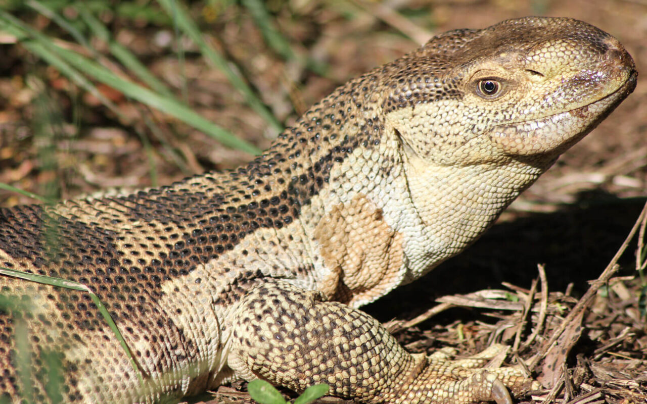The Puff Adder | Kloof Conservancy The Leopard's Echo