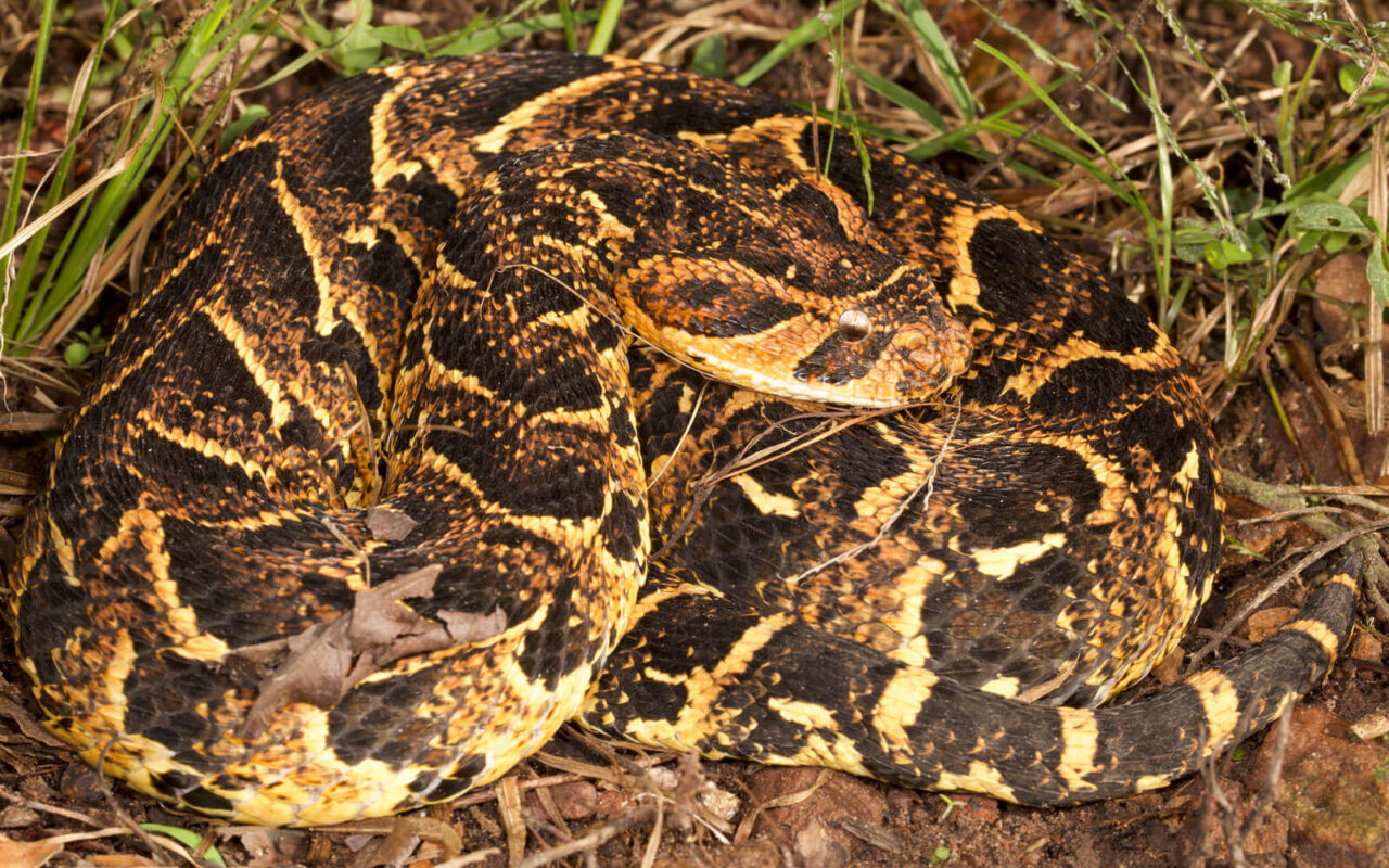 The Puff Adder | Kloof Conservancy The Leopard's Echo