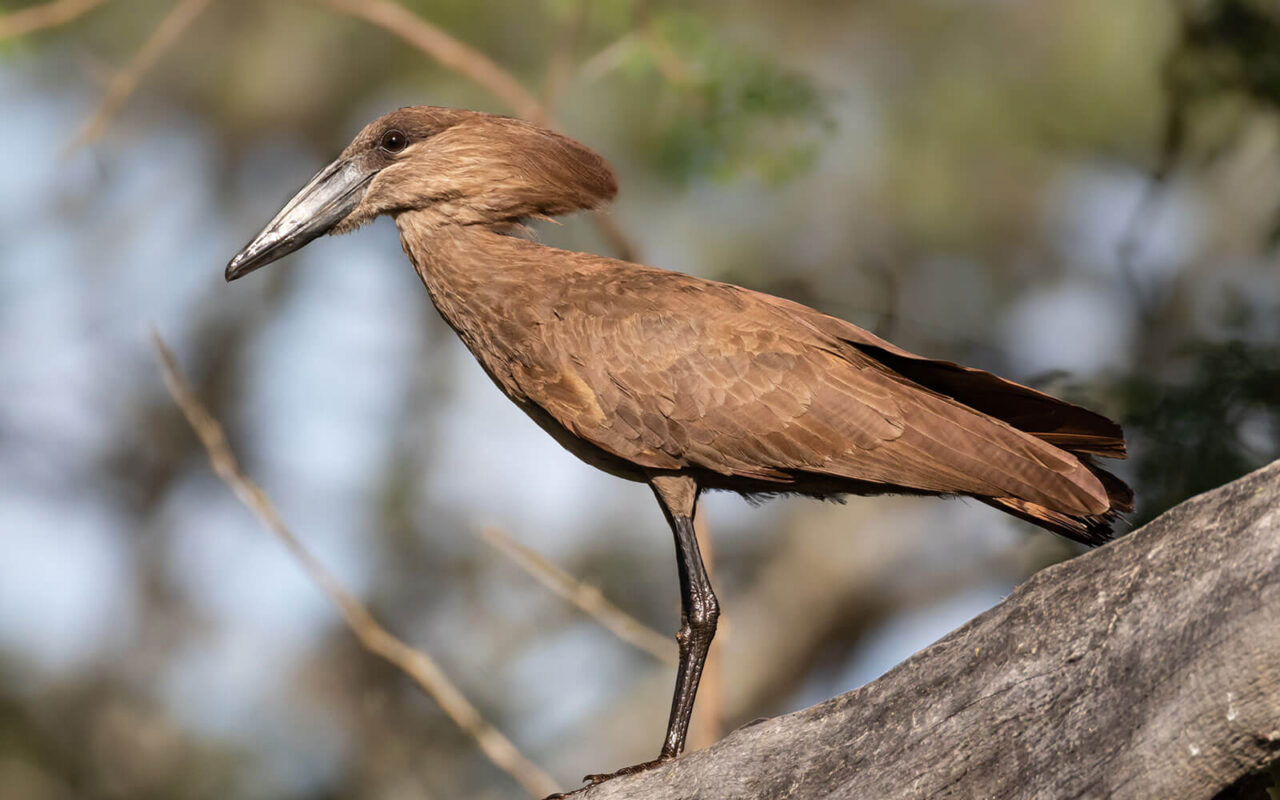 Perceptions of birds | Kloof Conservancy The Leopard's Echo