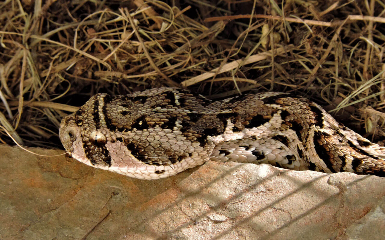 How a simple creature, became a living legend | Kloof Conservancy The ...